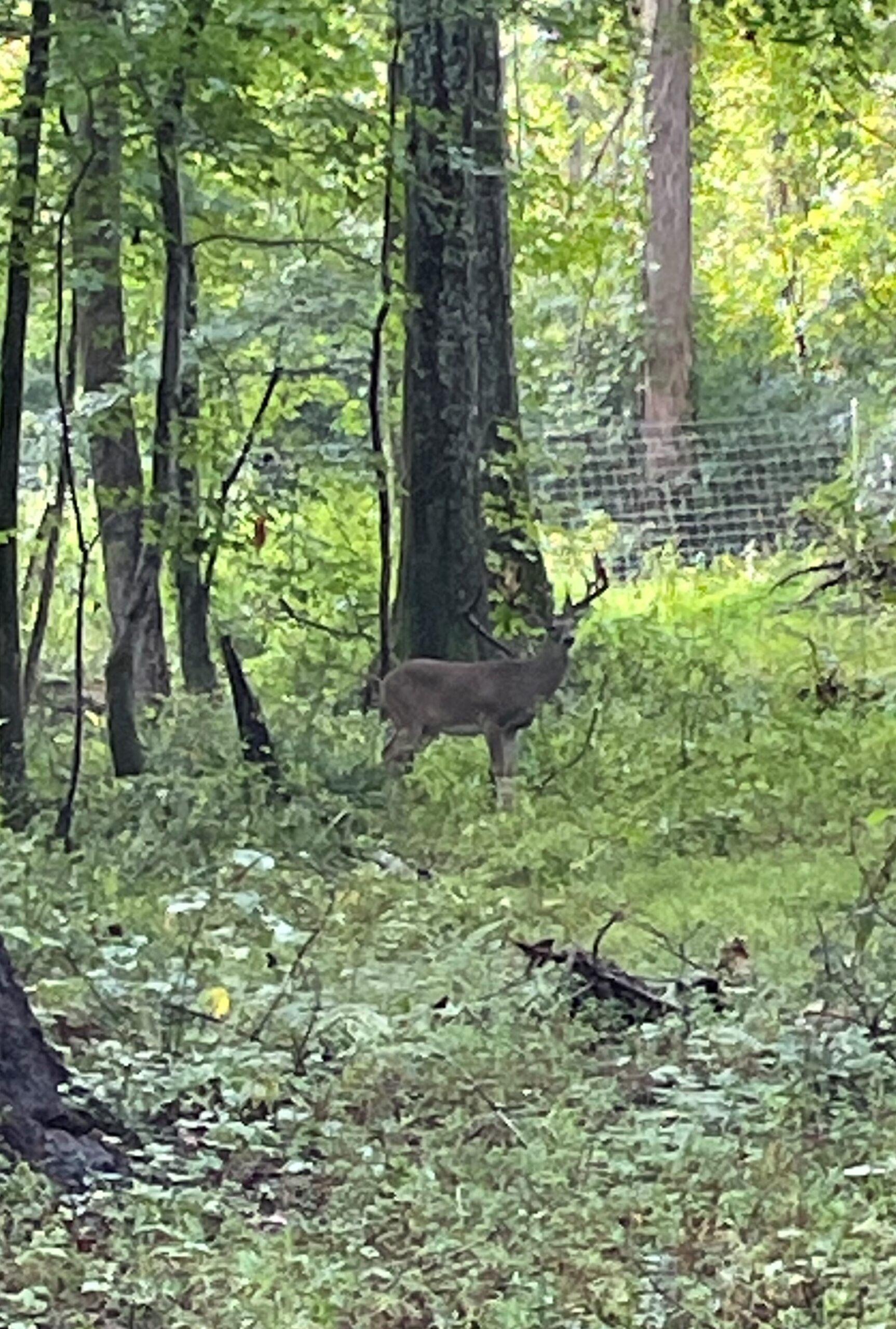 Home - Shadow Ridge Hunts